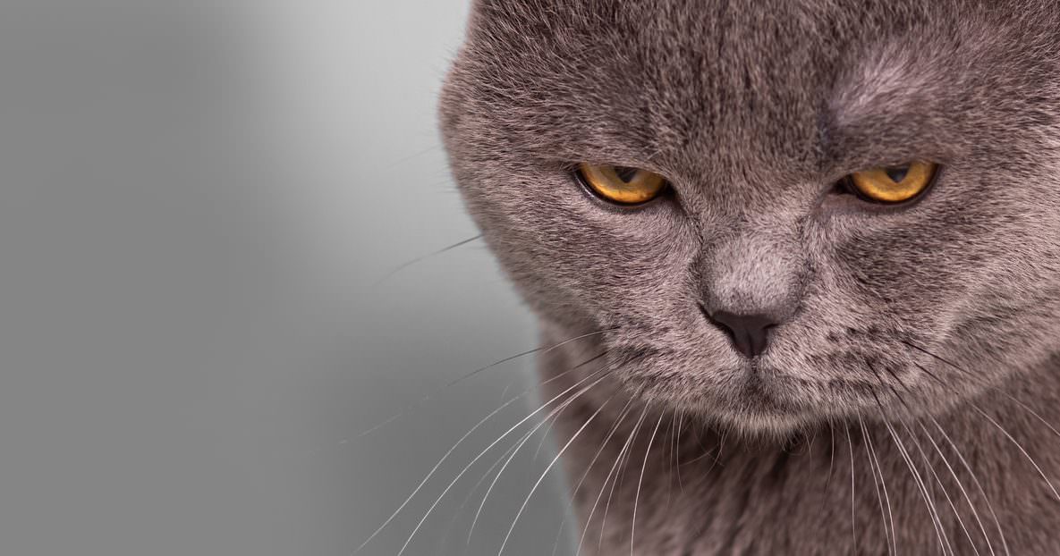 The Infosec Meme That Touched a Raw Nerve | Balbix The Infosec Meme That Touched a Raw Nerve | Balbix